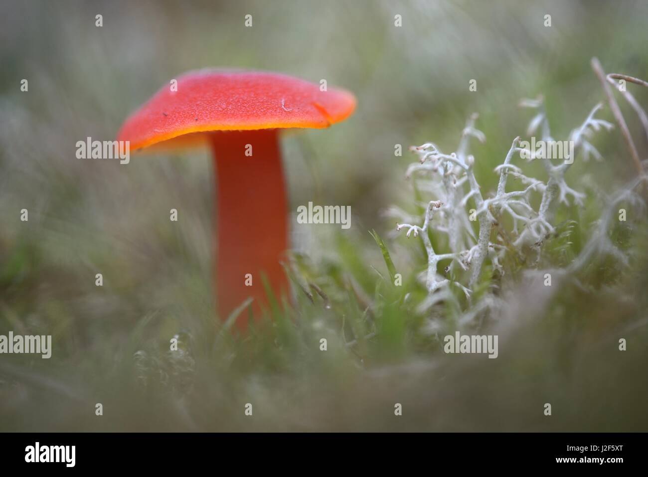 The bright red colour of a Vermilion Waxcap between grass and moss ...