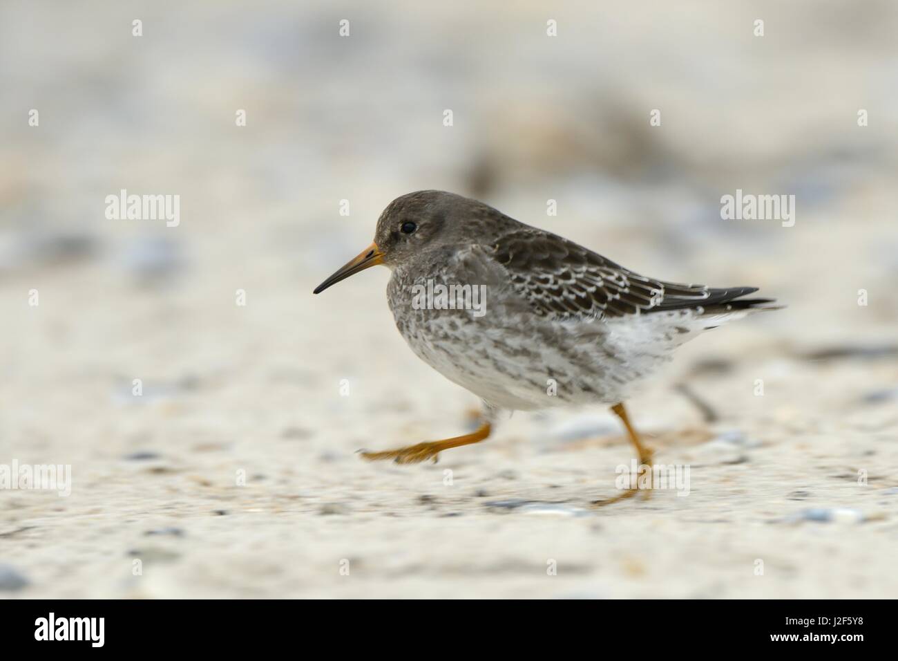 Purple sandpiper winter plumage hi-res stock photography and images - Alamy