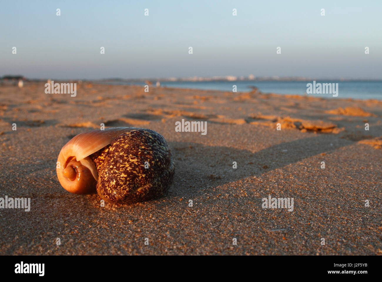 Shell with shell animal inside at the Portuges southcoast of the ...