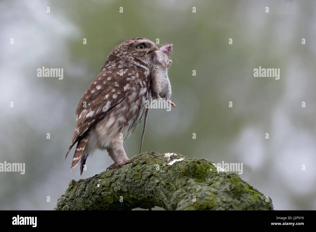 Little owl with mouse Stock Photo - Alamy