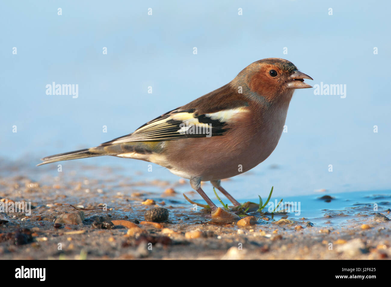 Common Chaffinch on autumn migration at a drinking pool Stock Photo - Alamy