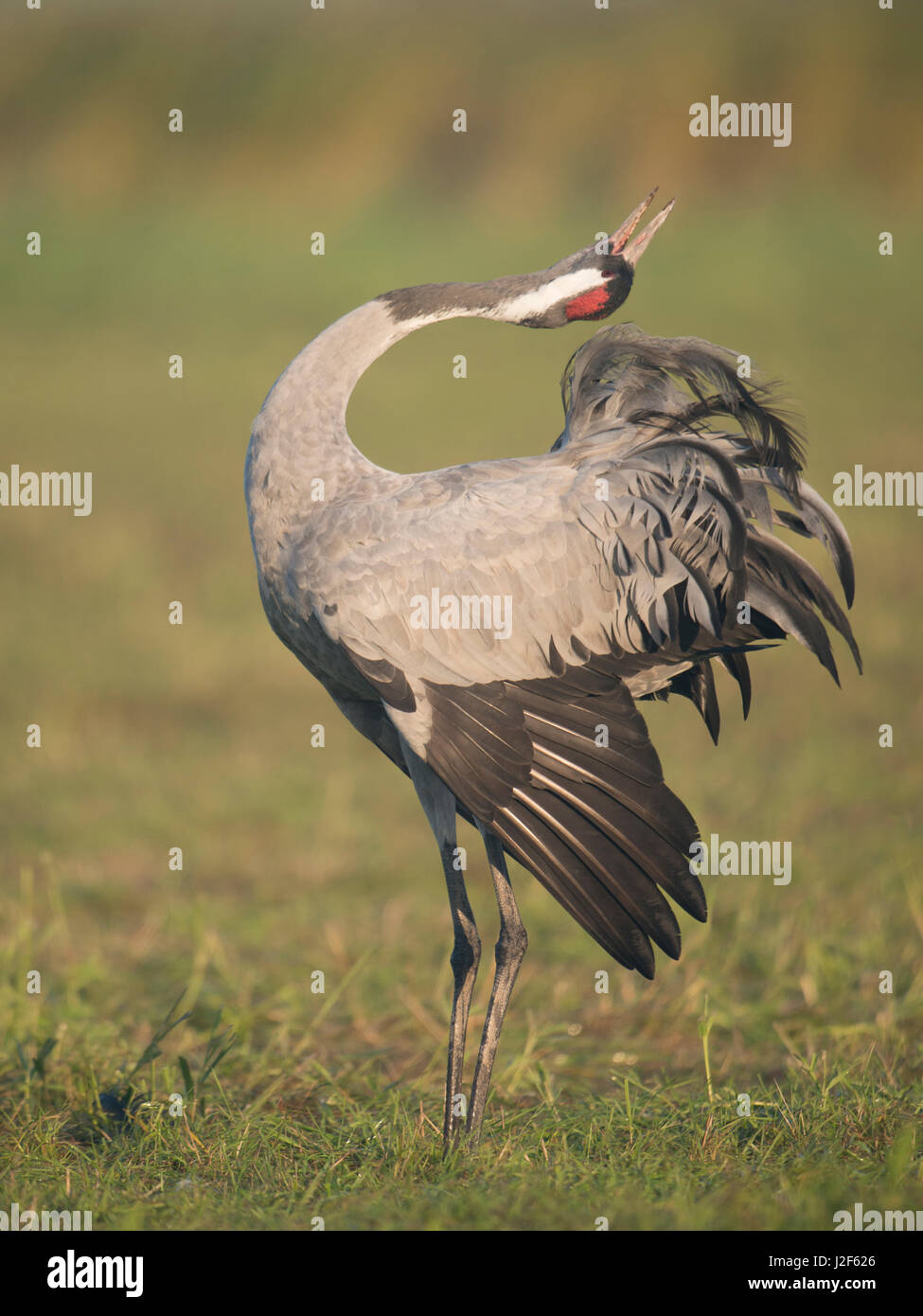 Courtship display of the Common Crane Stock Photo - Alamy