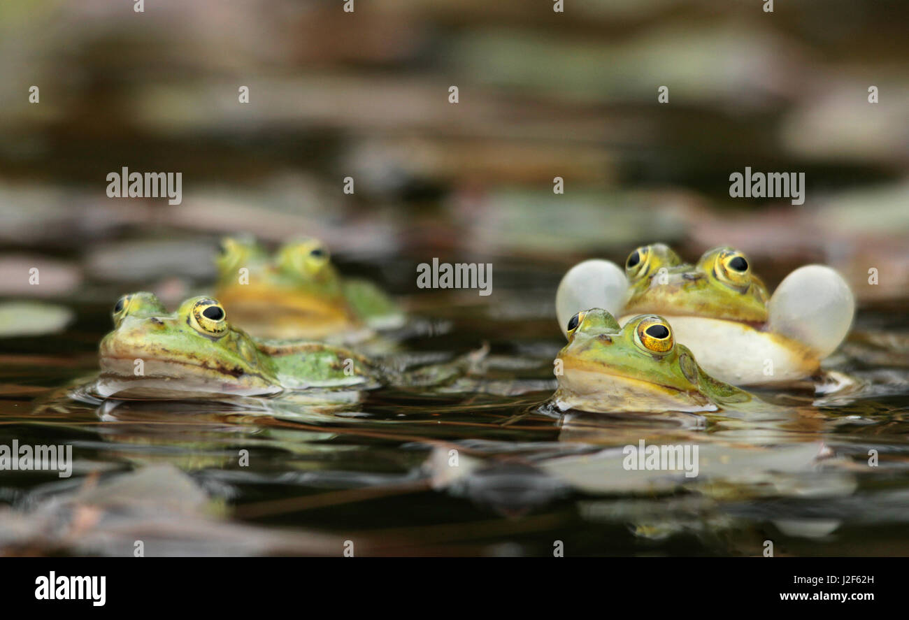 Edible Frogs in a fen Stock Photo - Alamy