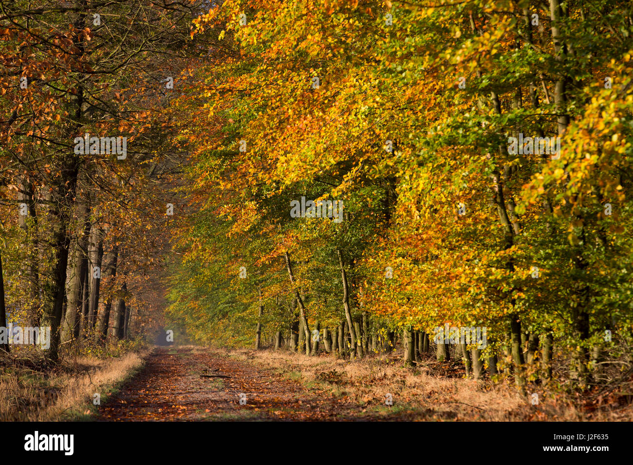 Autumn colours in the forest Stock Photo - Alamy