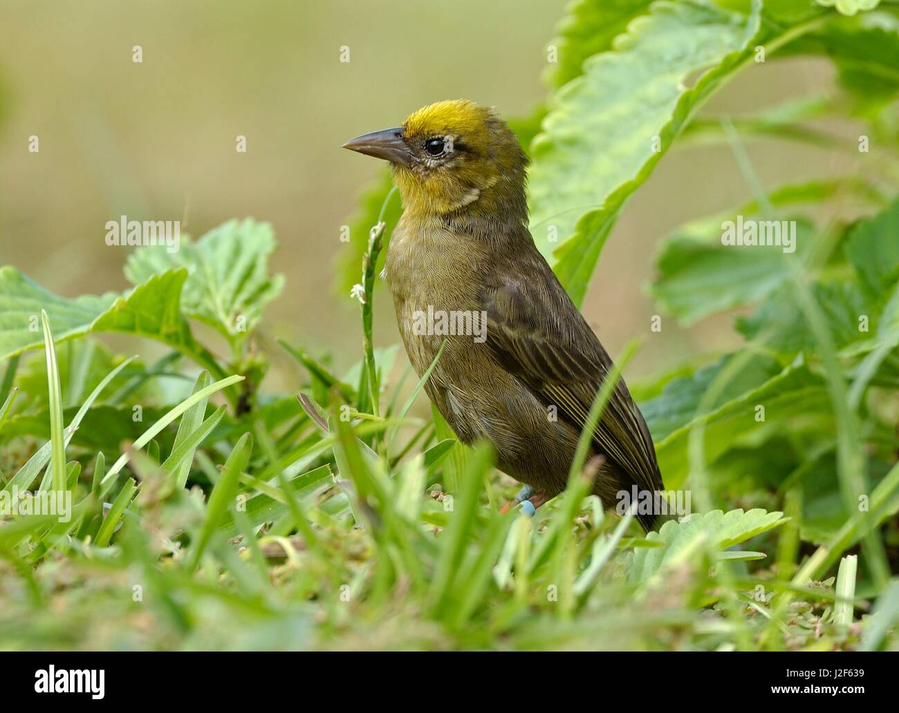 Seychelles fody hi-res stock photography and images - Alamy