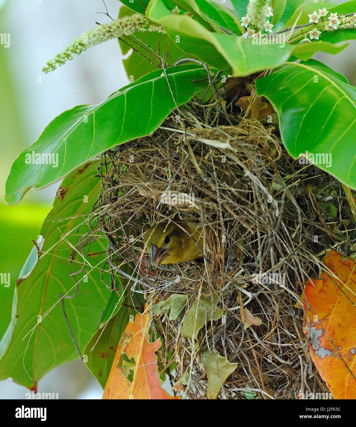 Foudia aldabrana hi-res stock photography and images - Alamy