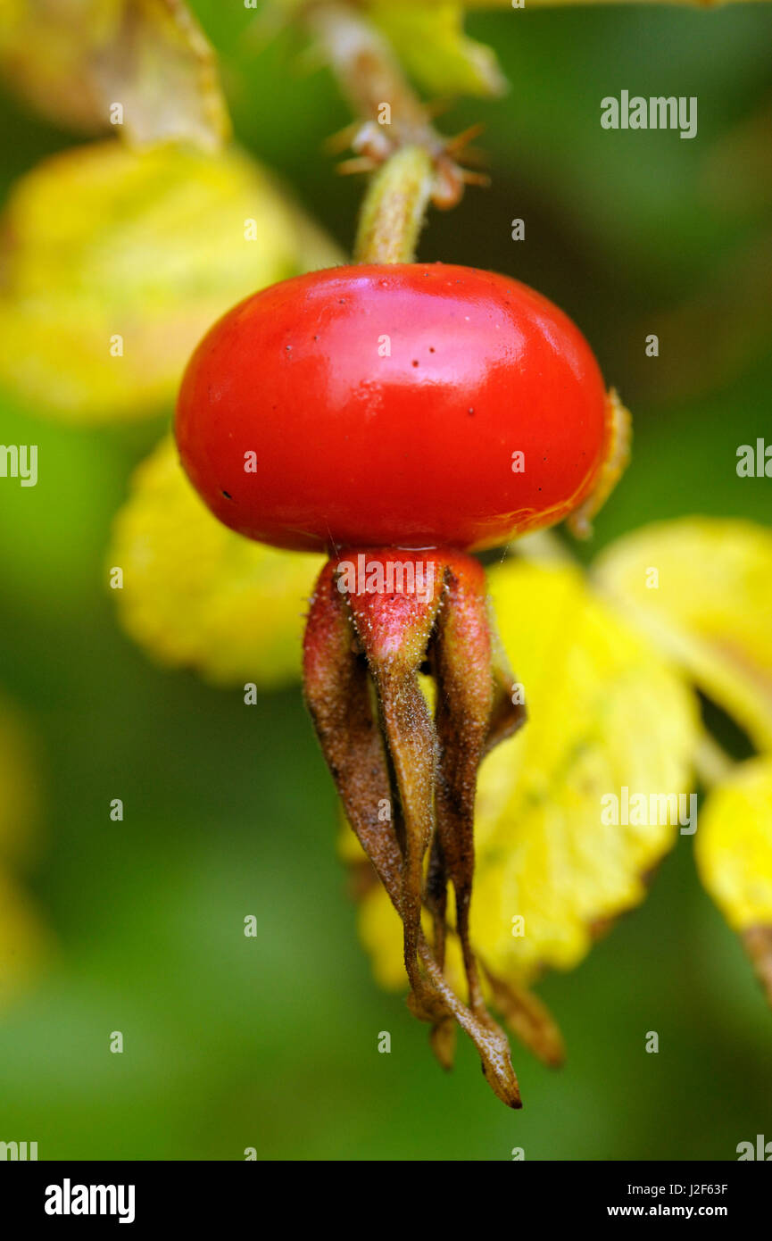 Rose hip of Japanese Rose (Rosa rugosa Stock Photo - Alamy