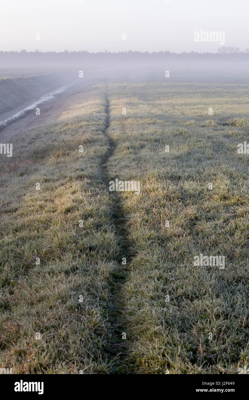 Weasel tracks hi-res stock photography and images - Alamy