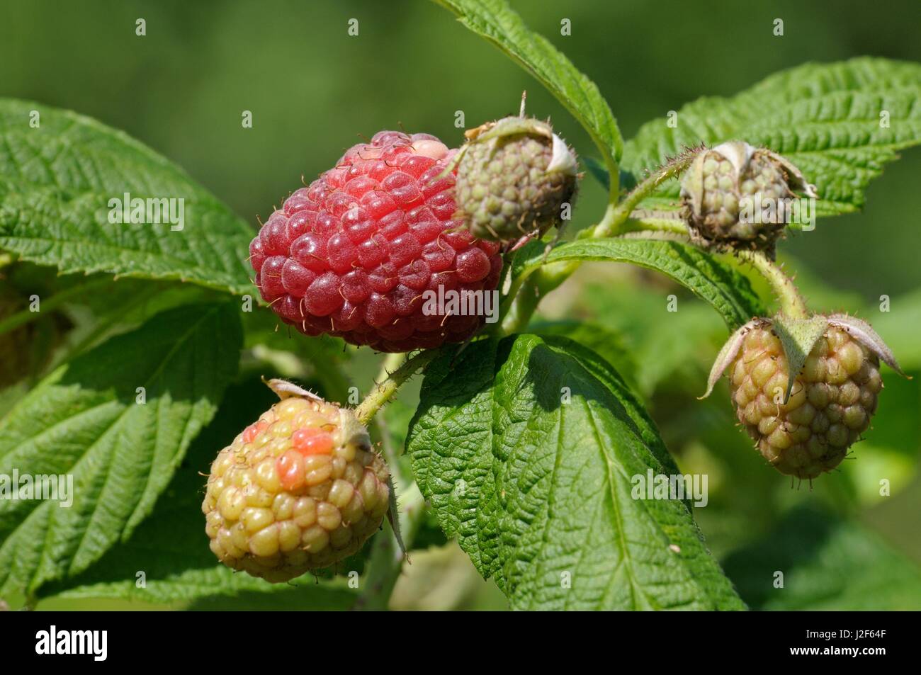 European Raspberry Stock Photos & European Raspberry Stock Images - Alamy