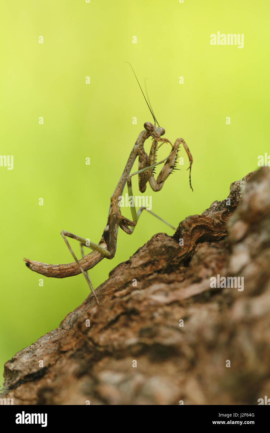 Tropical Praying Mantis Stock Photo - Alamy