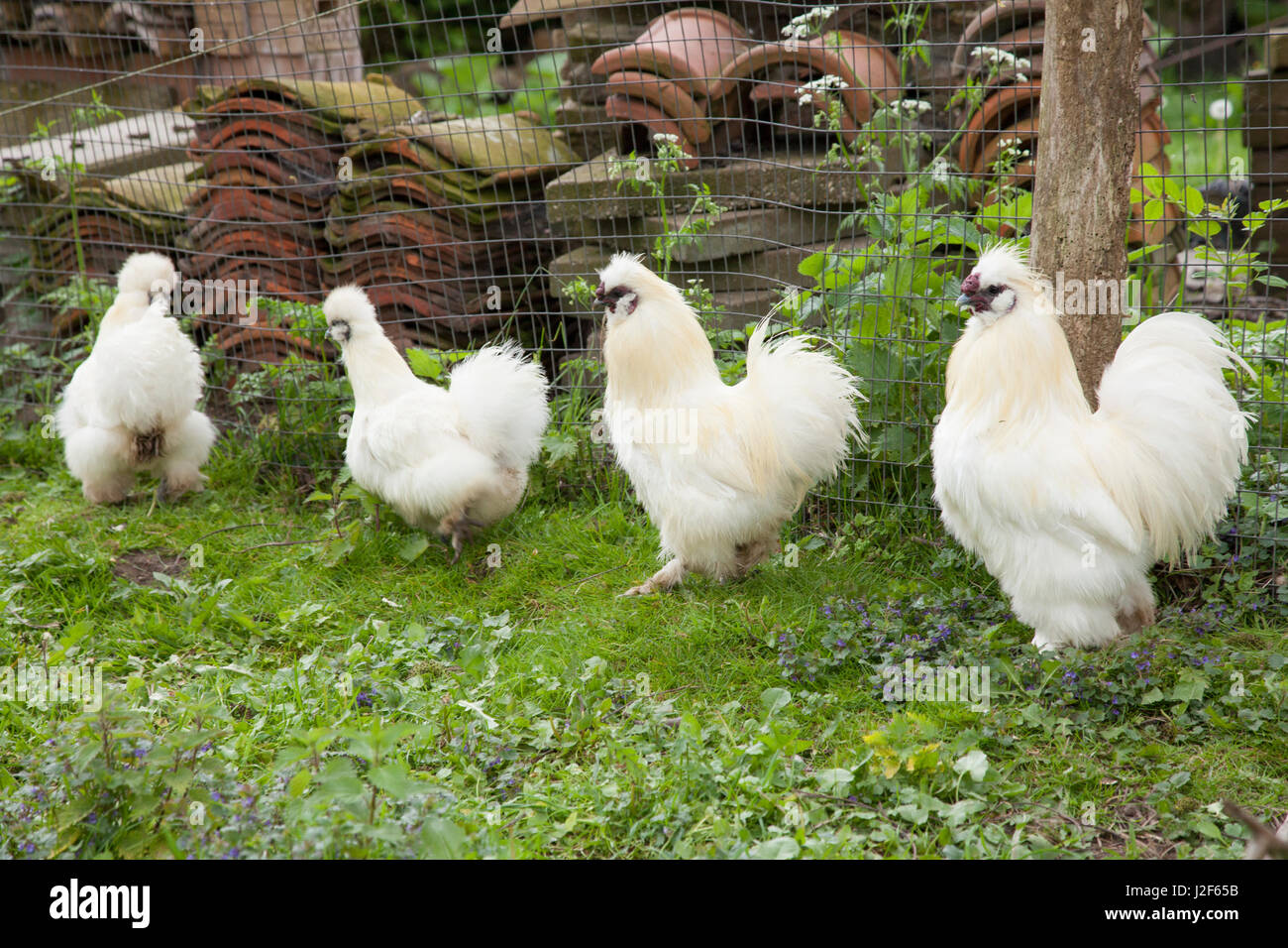 Four white hens in a hen house Stock Photo - Alamy