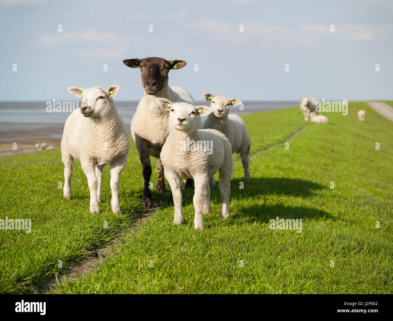 Sheep in spring hi-res stock photography and images - Alamy