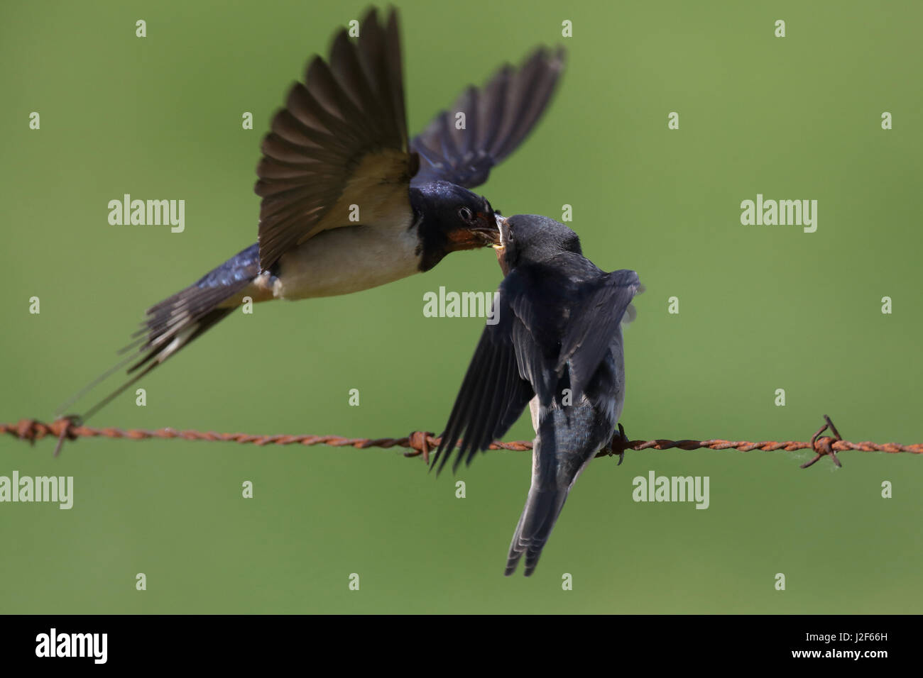 Swallow (hirundinidae) feeds young bird Stock Photo - Alamy