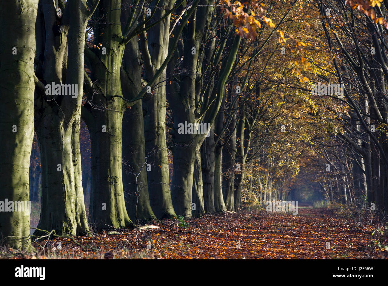 beech avenue in autumn colors Stock Photo - Alamy