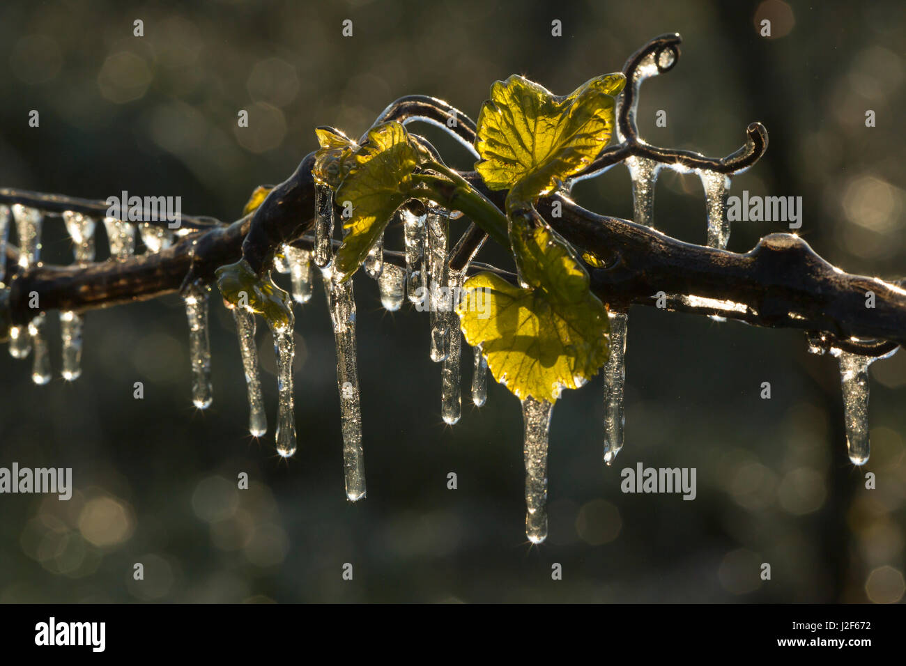 Grapevines are protected against low temperatures by spraying them with ...