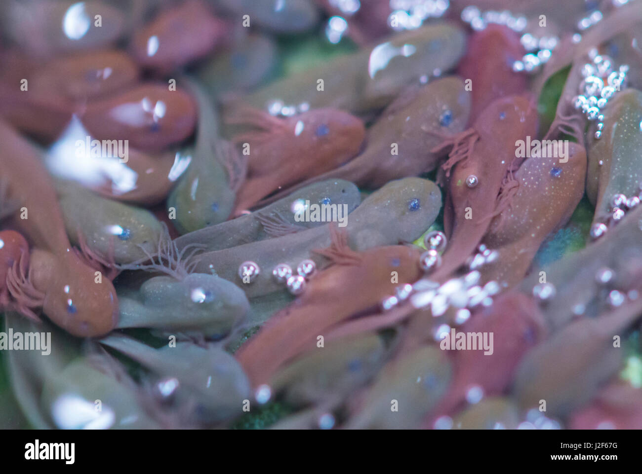 Tadpole common frog close up hi-res stock photography and images - Alamy