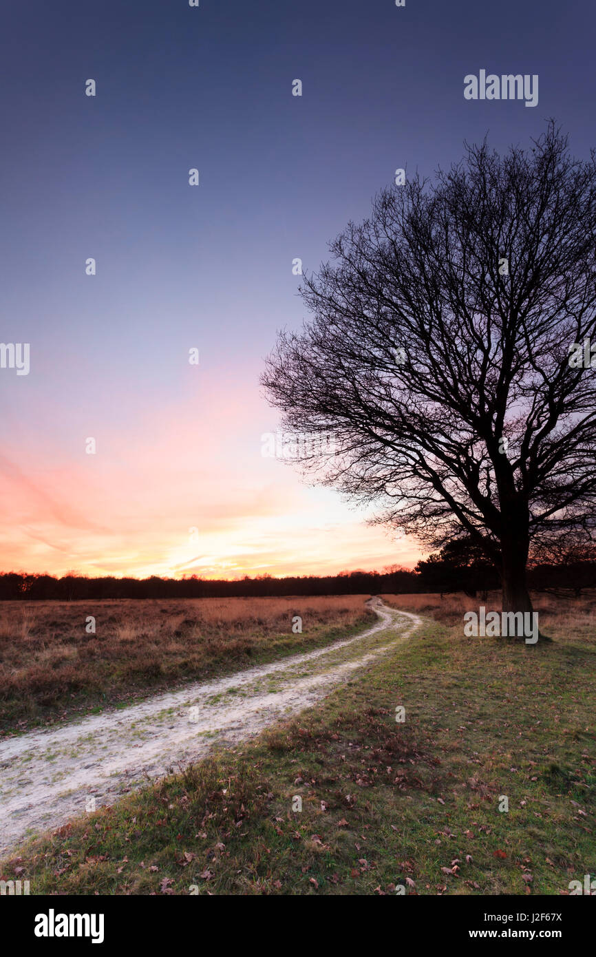 A sandy path at the heathland Molenveld in the Drentsche Aa area Stock ...