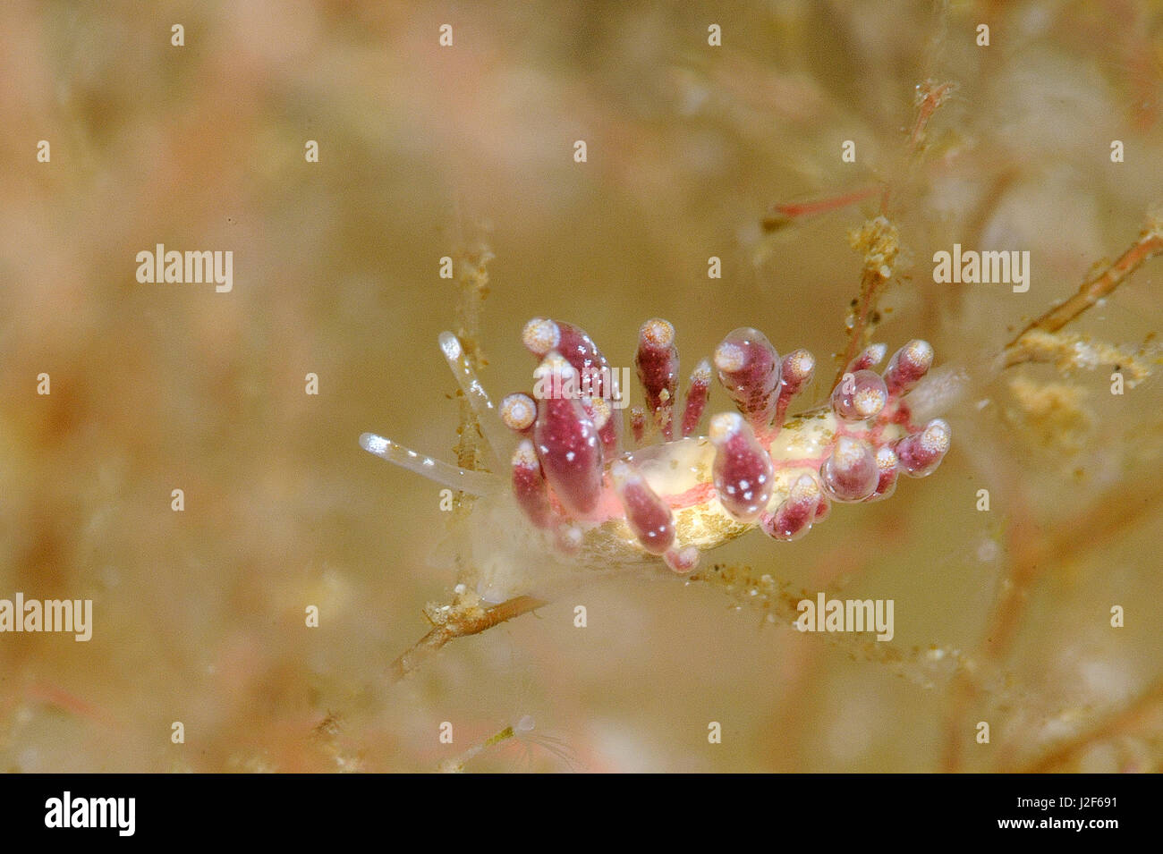 Eubranchus Rupium with striking dark red papillae Stock Photo - Alamy