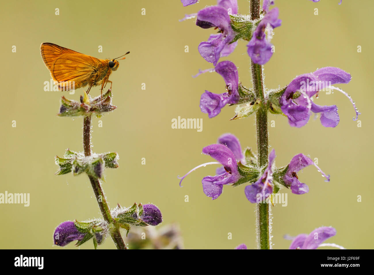 Faunus and fauna hi-res stock photography and images - Alamy