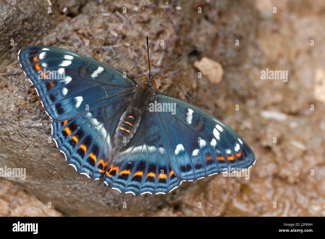 Poplar Admiral (Limenitis populi) with open wings Stock Photo - Alamy