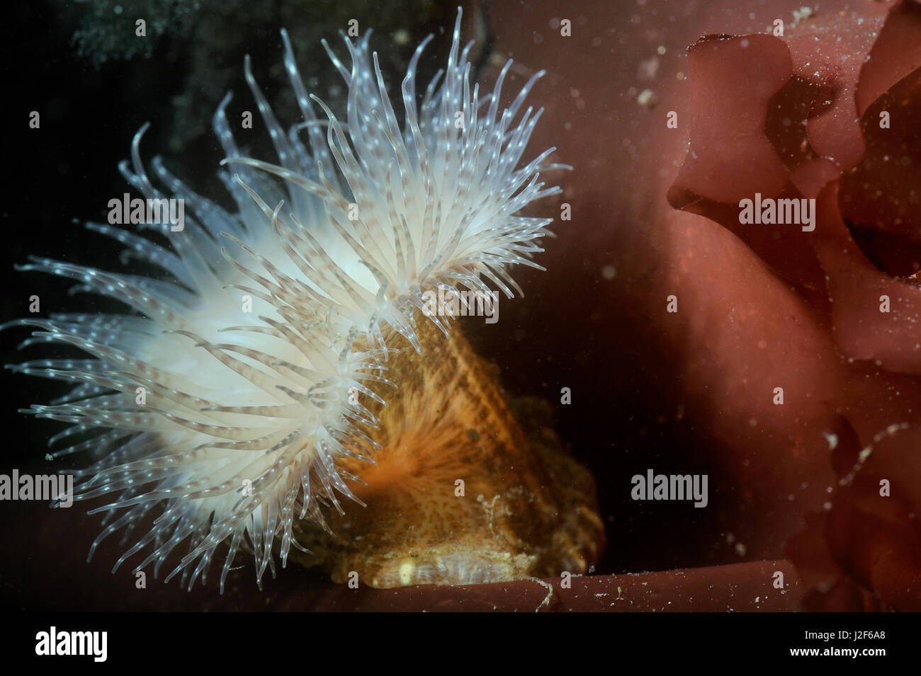 The Calliactis parasitica is an anemone that lives mostly on a cochlea ...