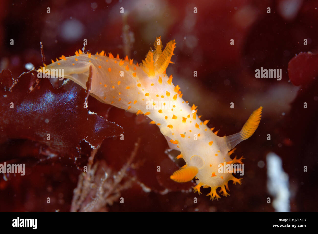 Crimora papillata hi-res stock photography and images - Alamy