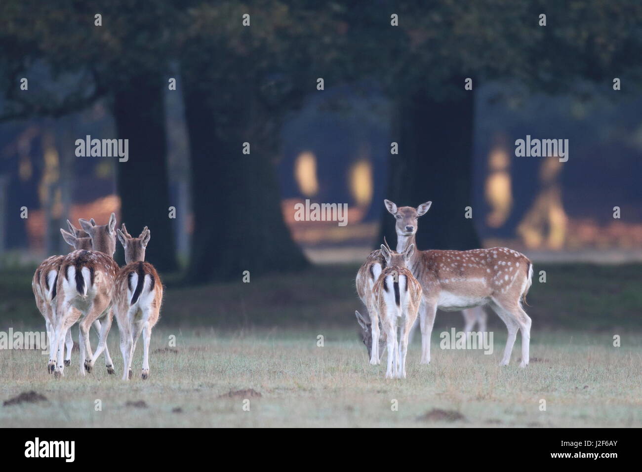 Small herd of Fallow Deer (Dama dama) does Stock Photo - Alamy
