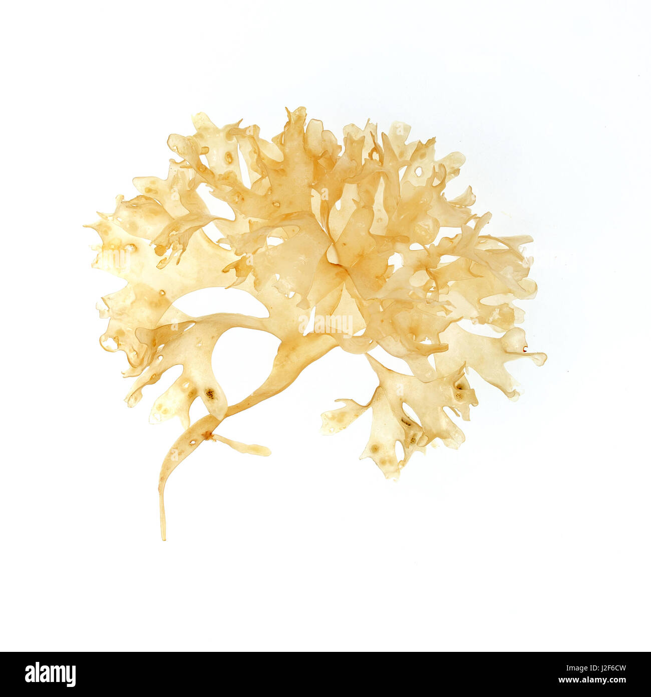 Chondrus crispus hi-res stock photography and images - Alamy
