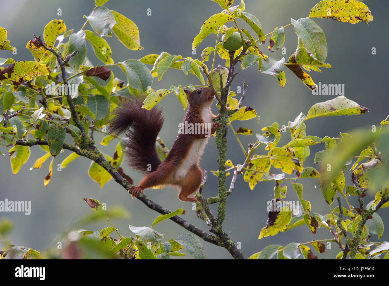 Walnut supply hi-res stock photography and images - Alamy