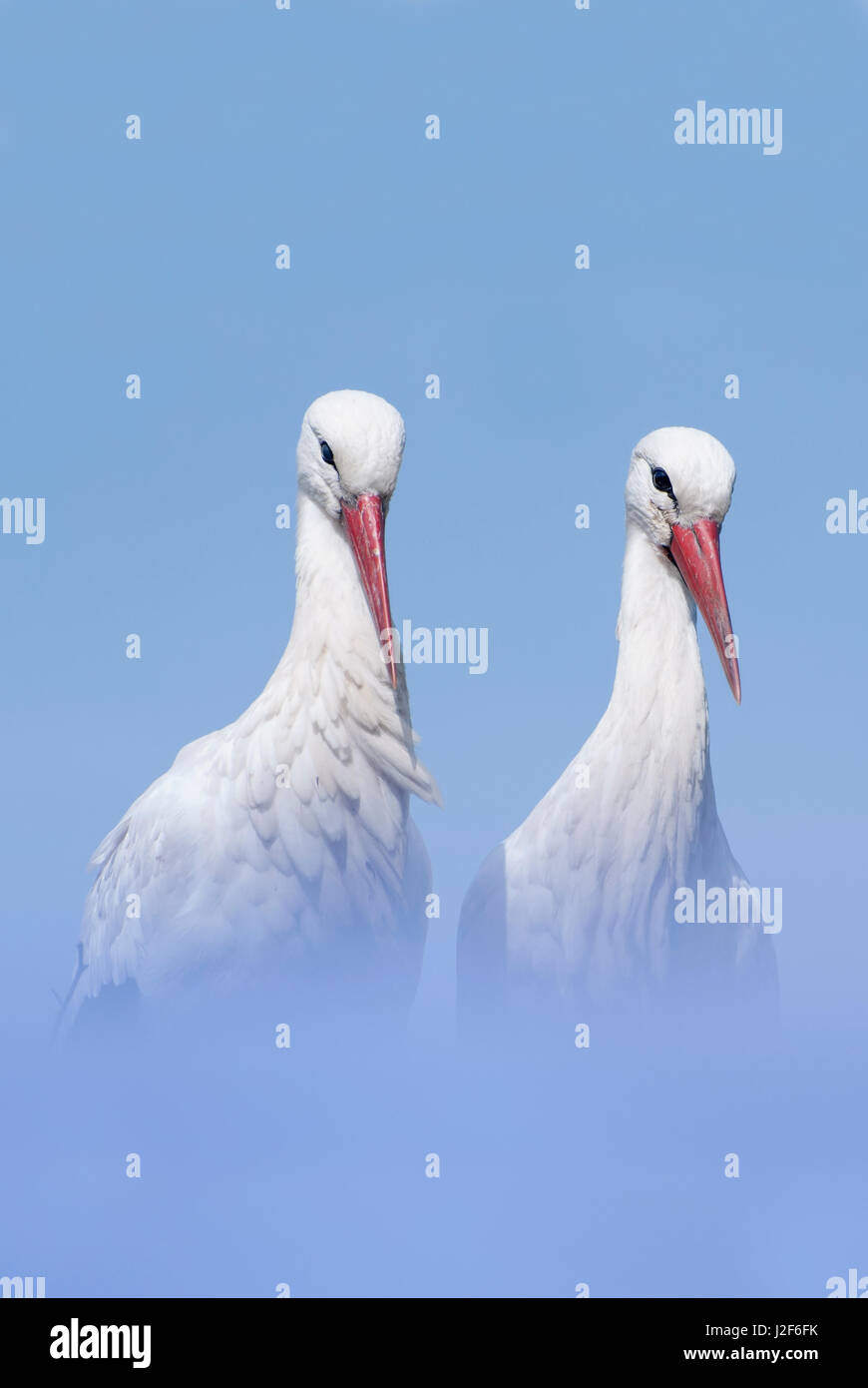 Two storks against a blue sky Stock Photo - Alamy