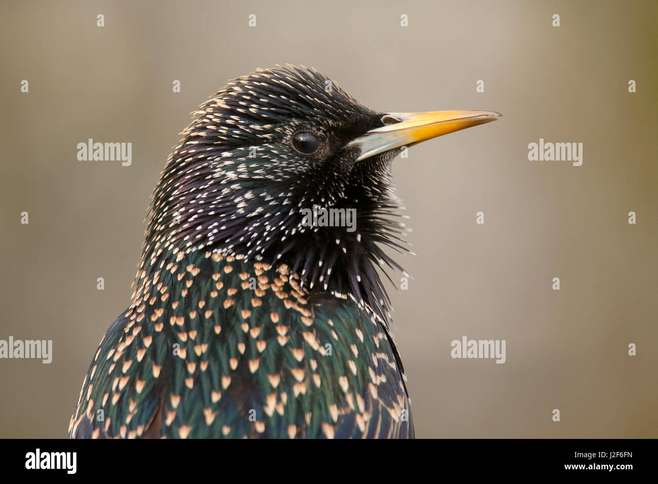 headshot of a Starling Stock Photo - Alamy