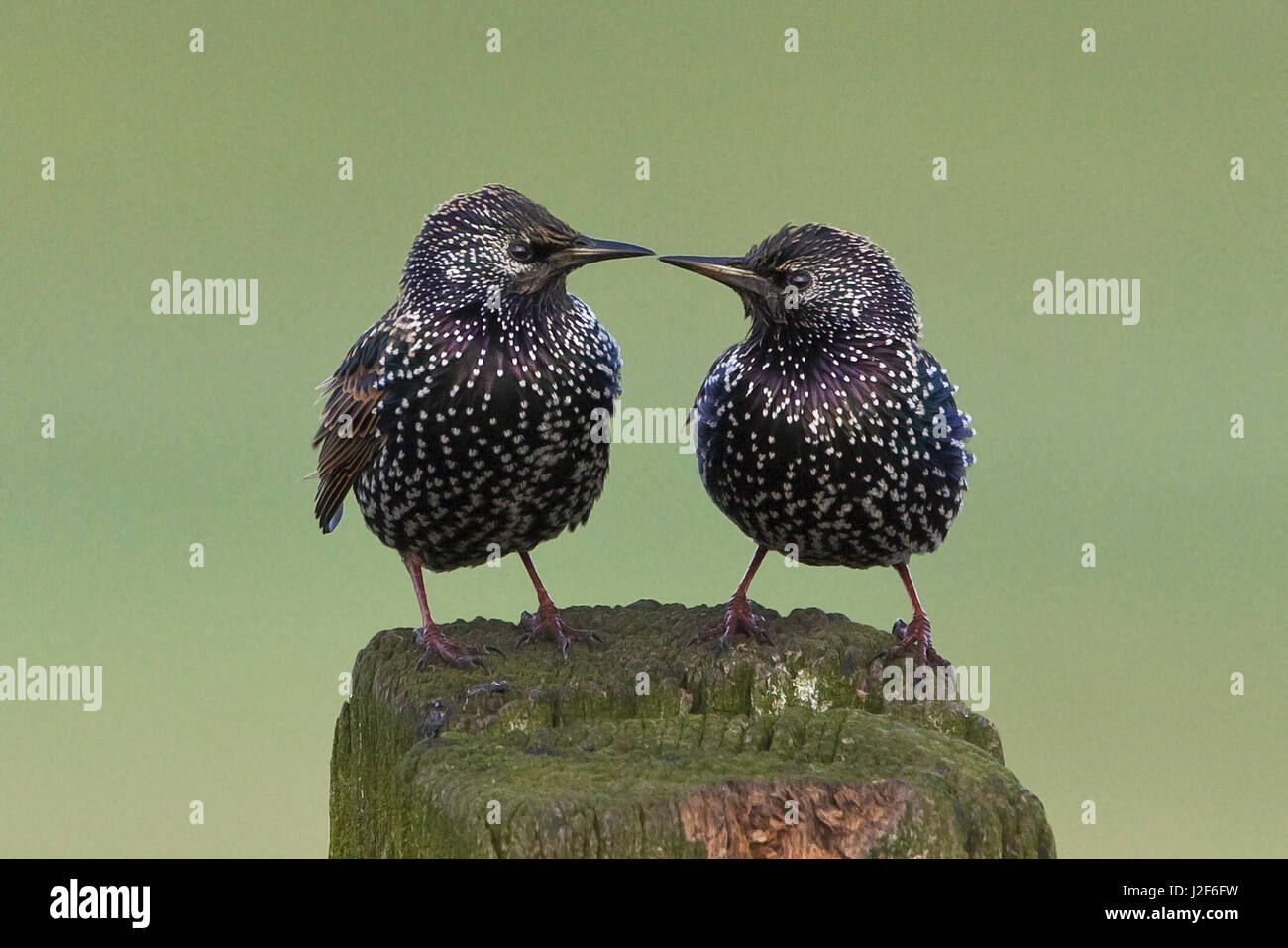 Of Starlings High Resolution Stock Photography and Images - Alamy