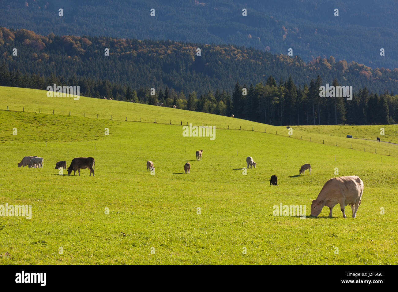 Germany bavaria alpine hi-res stock photography and images - Alamy