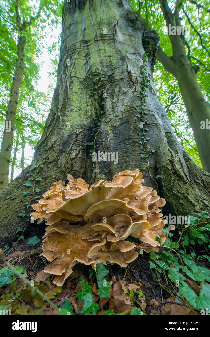 Black staining polypore hi-res stock photography and images - Alamy