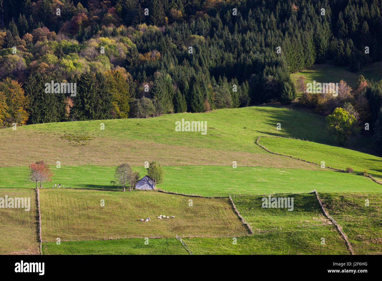 Germany, Bavaria, Halblech, alpine landscape Stock Photo - Alamy
