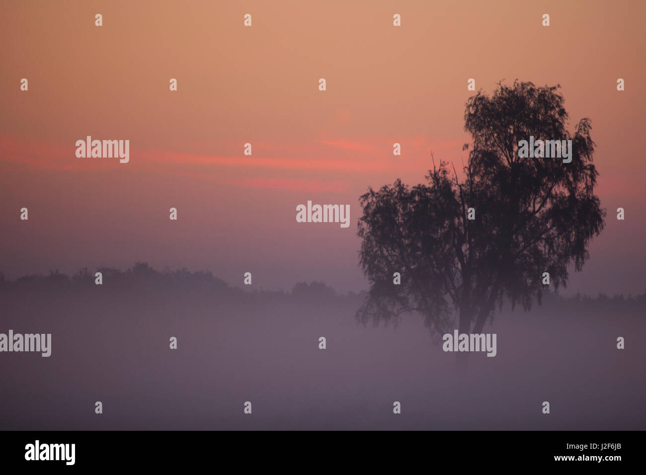 the fog colors purple before sunrise Stock Photo - Alamy