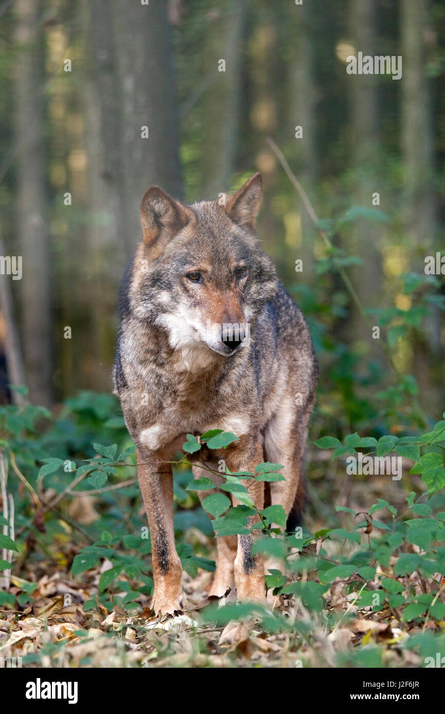 frontal photo of an European wolf Stock Photo - Alamy