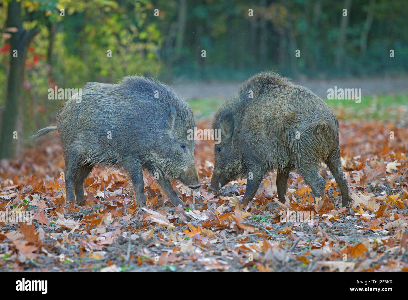 photo of two fighting wild boars Stock Photo - Alamy