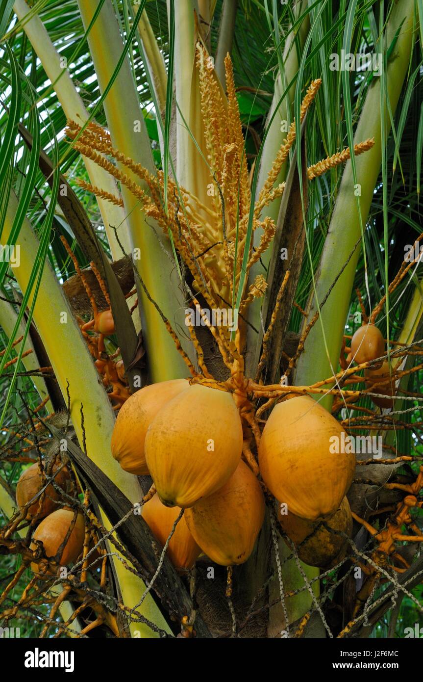 Riping hi-res stock photography and images - Alamy