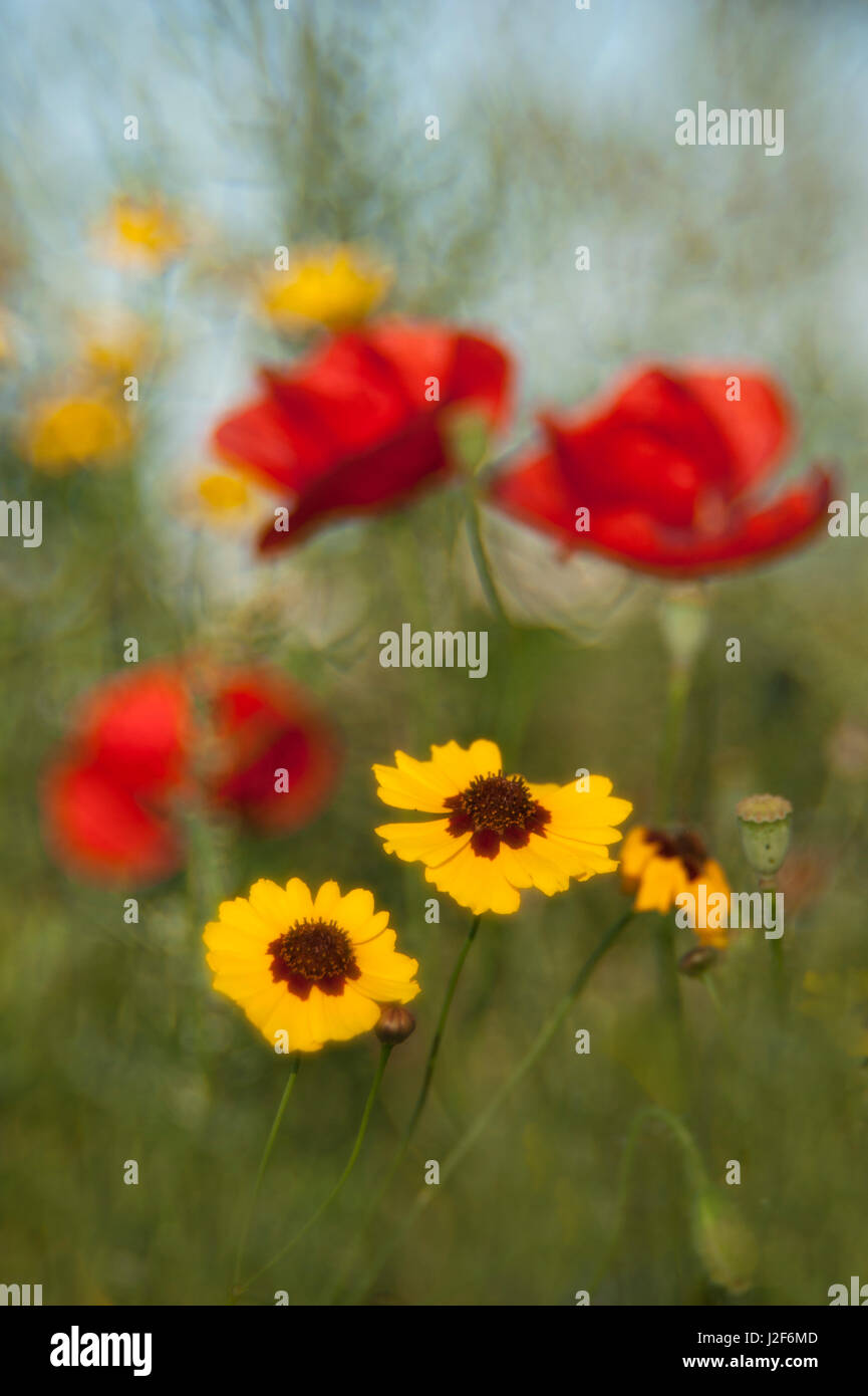 Poppy and winter wheat hi-res stock photography and images - Alamy
