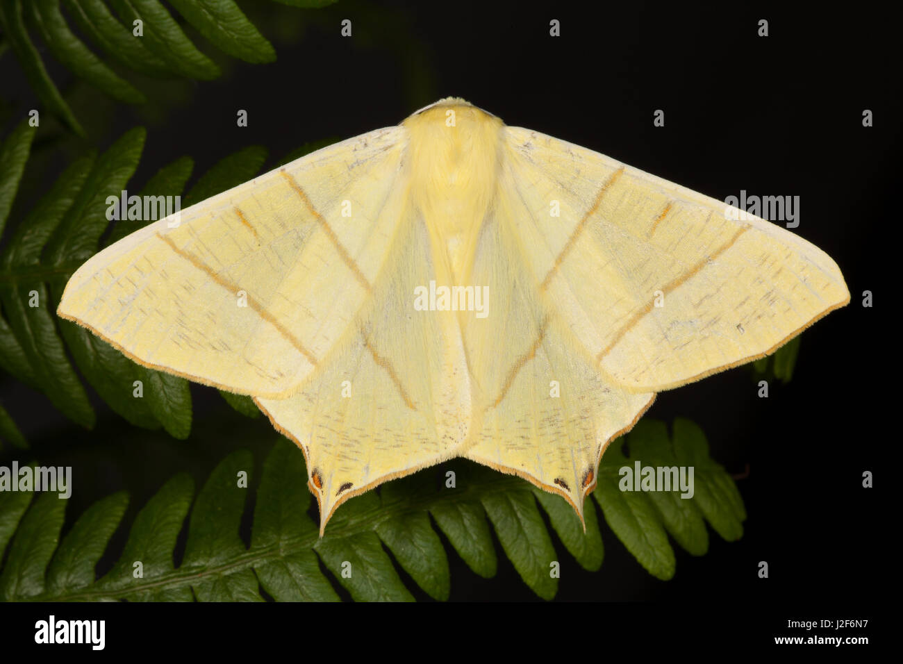 Swallow tailed moth hi-res stock photography and images - Alamy