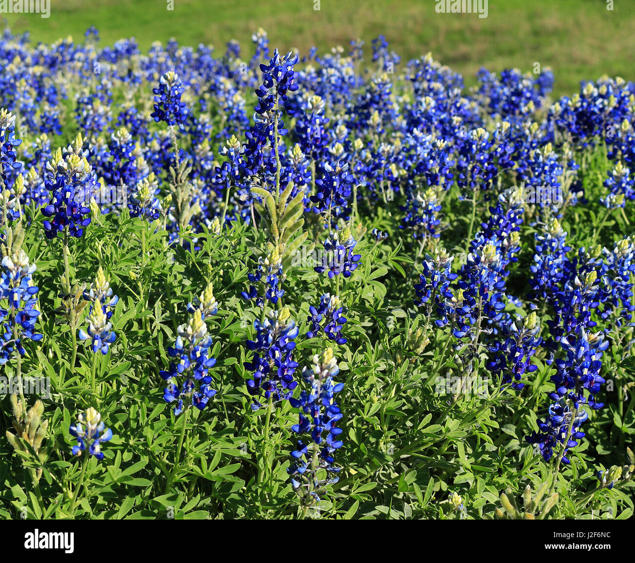 Bluebonnets High Resolution Stock Photography and Images - Alamy