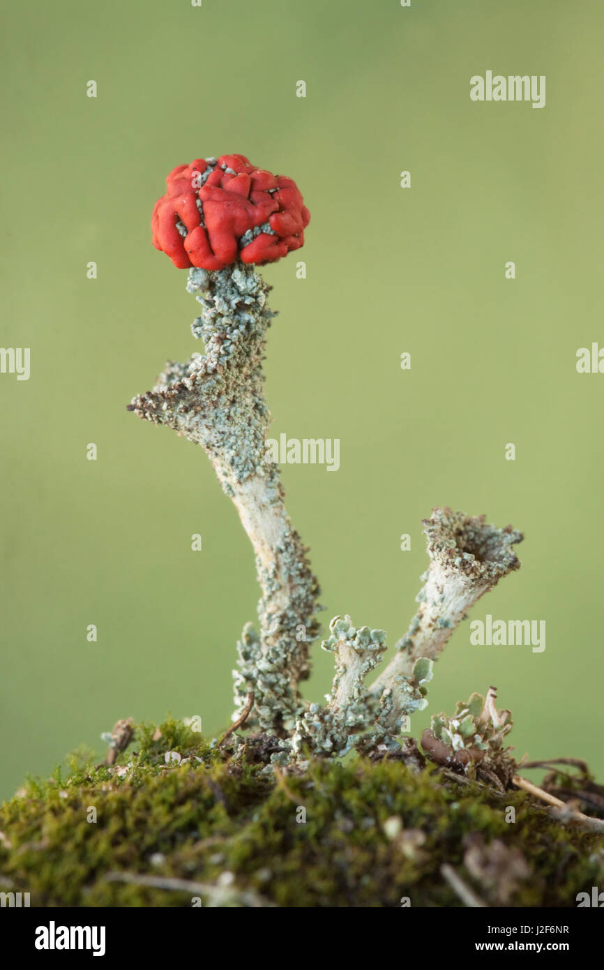 Edible lichen hi-res stock photography and images - Alamy