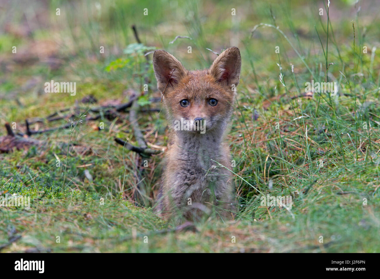 young red fox Stock Photo - Alamy