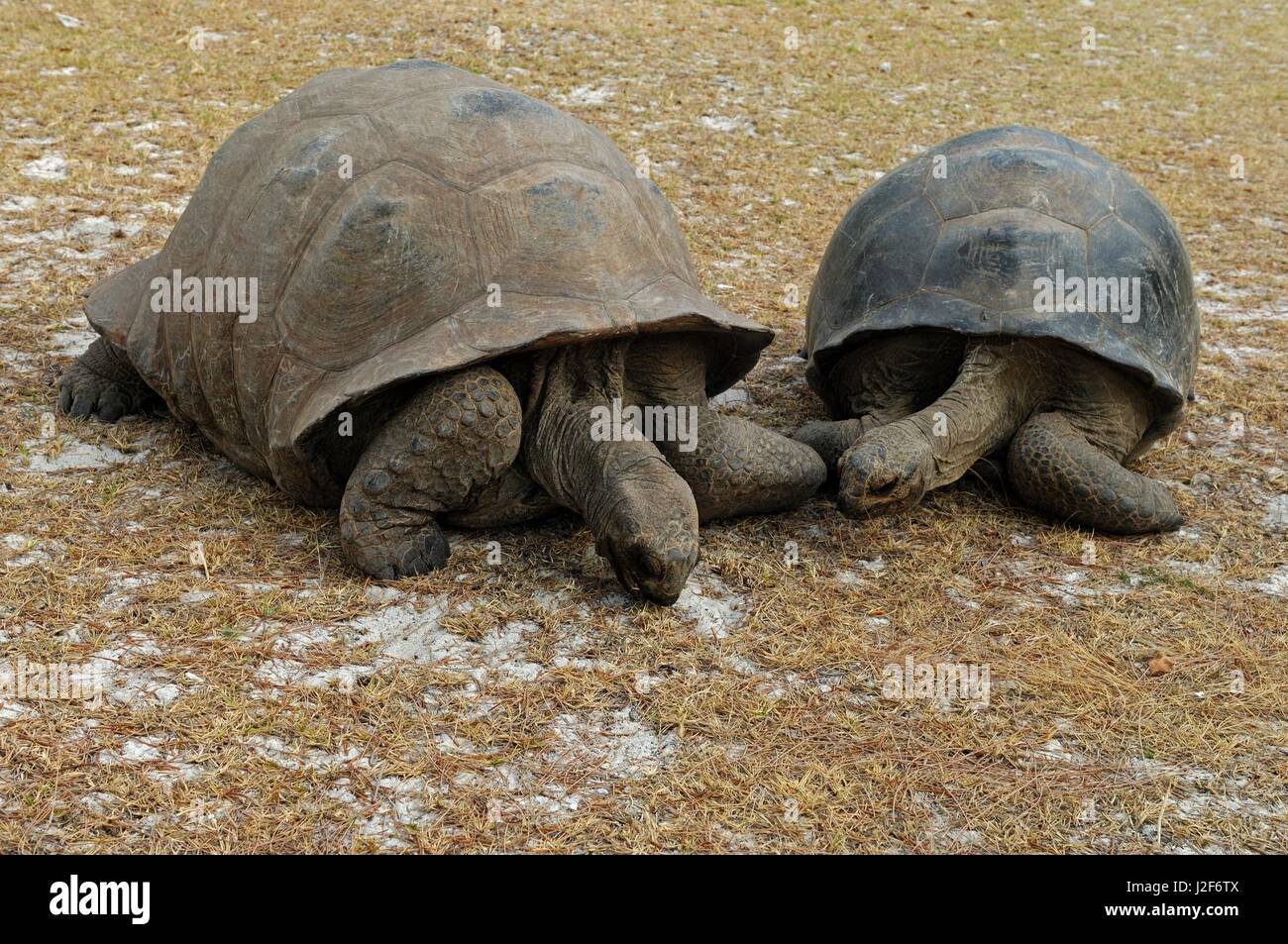 Two Aldabra Giant Tortoises foraging on dry grass Stock Photo - Alamy