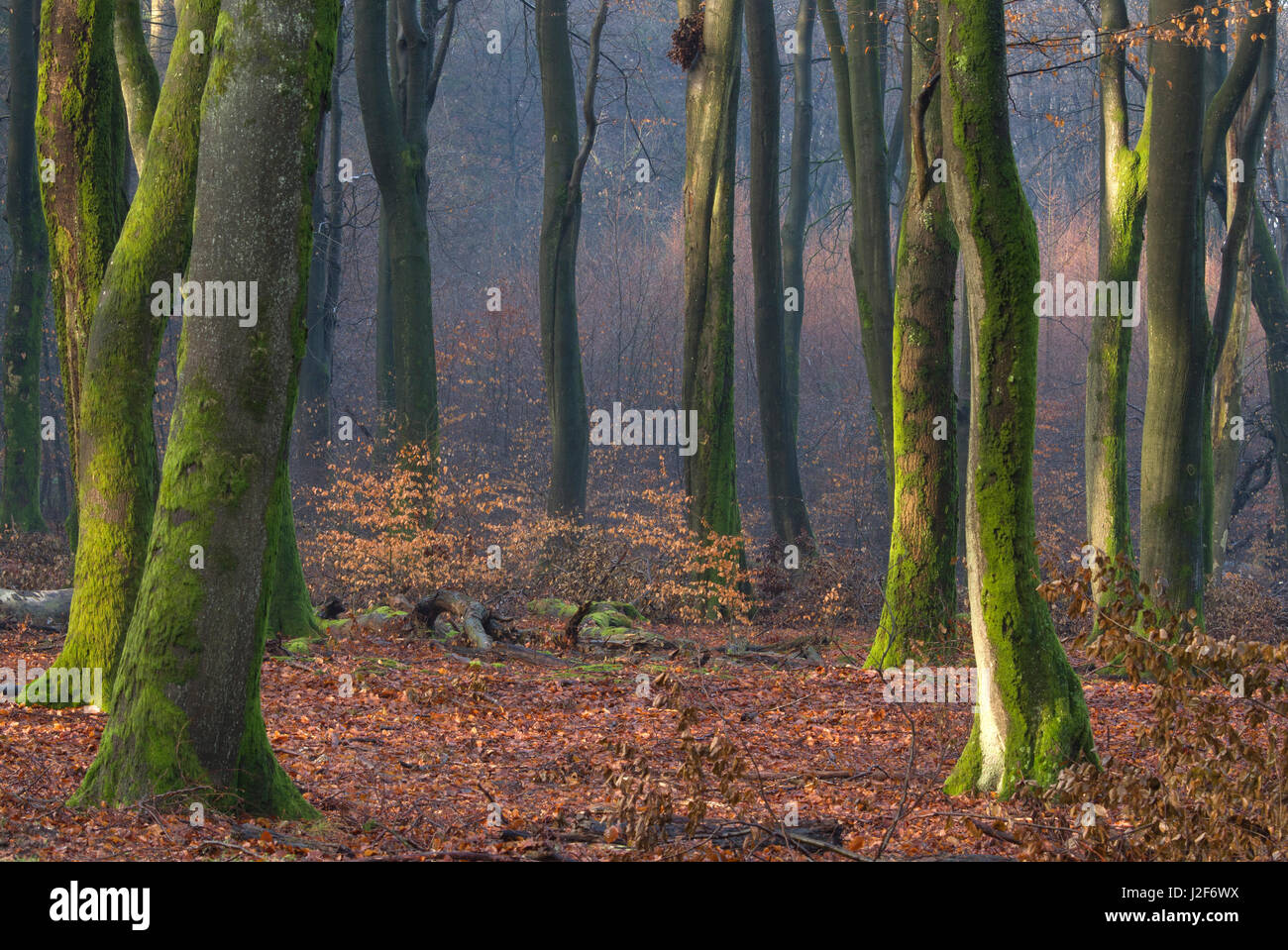 Dancing trees hi-res stock photography and images - Alamy