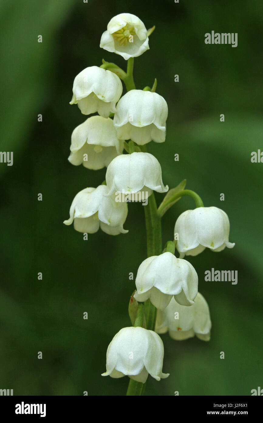 Inflorescence Lily High Resolution Stock Photography and Images - Alamy
