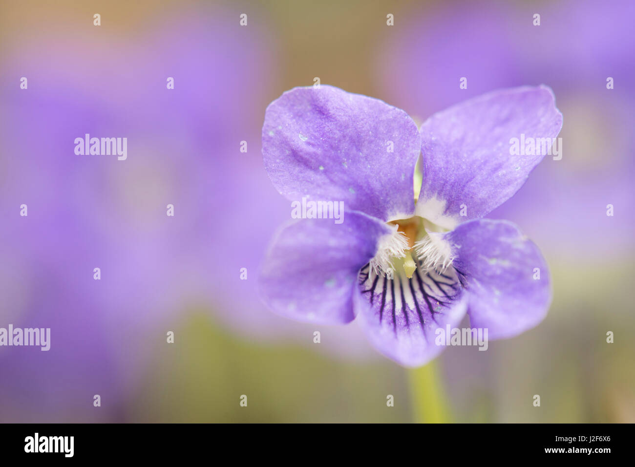 Wood violets hi-res stock photography and images - Alamy