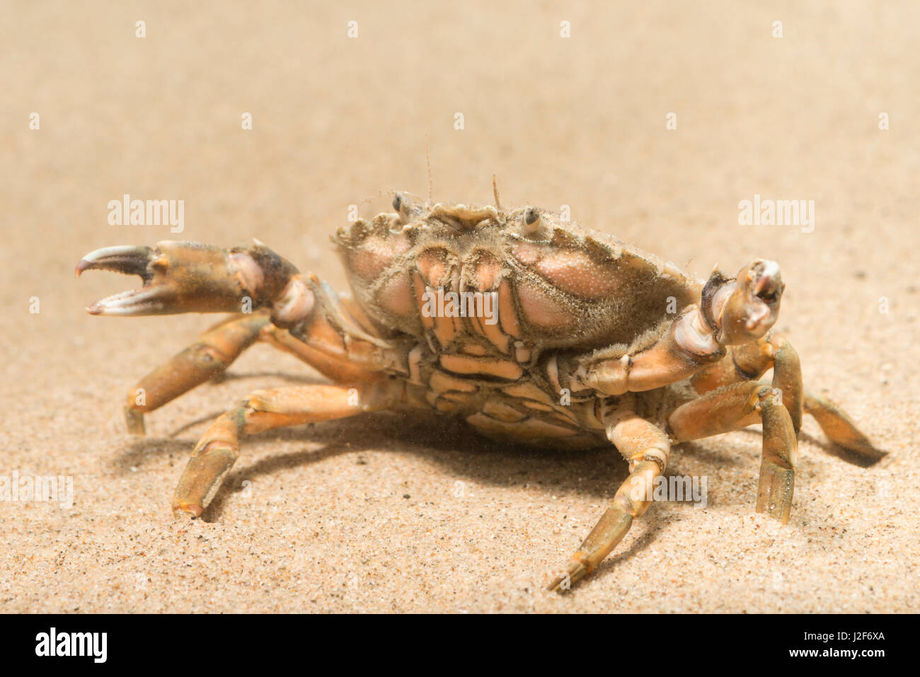 European green crab hi-res stock photography and images - Alamy