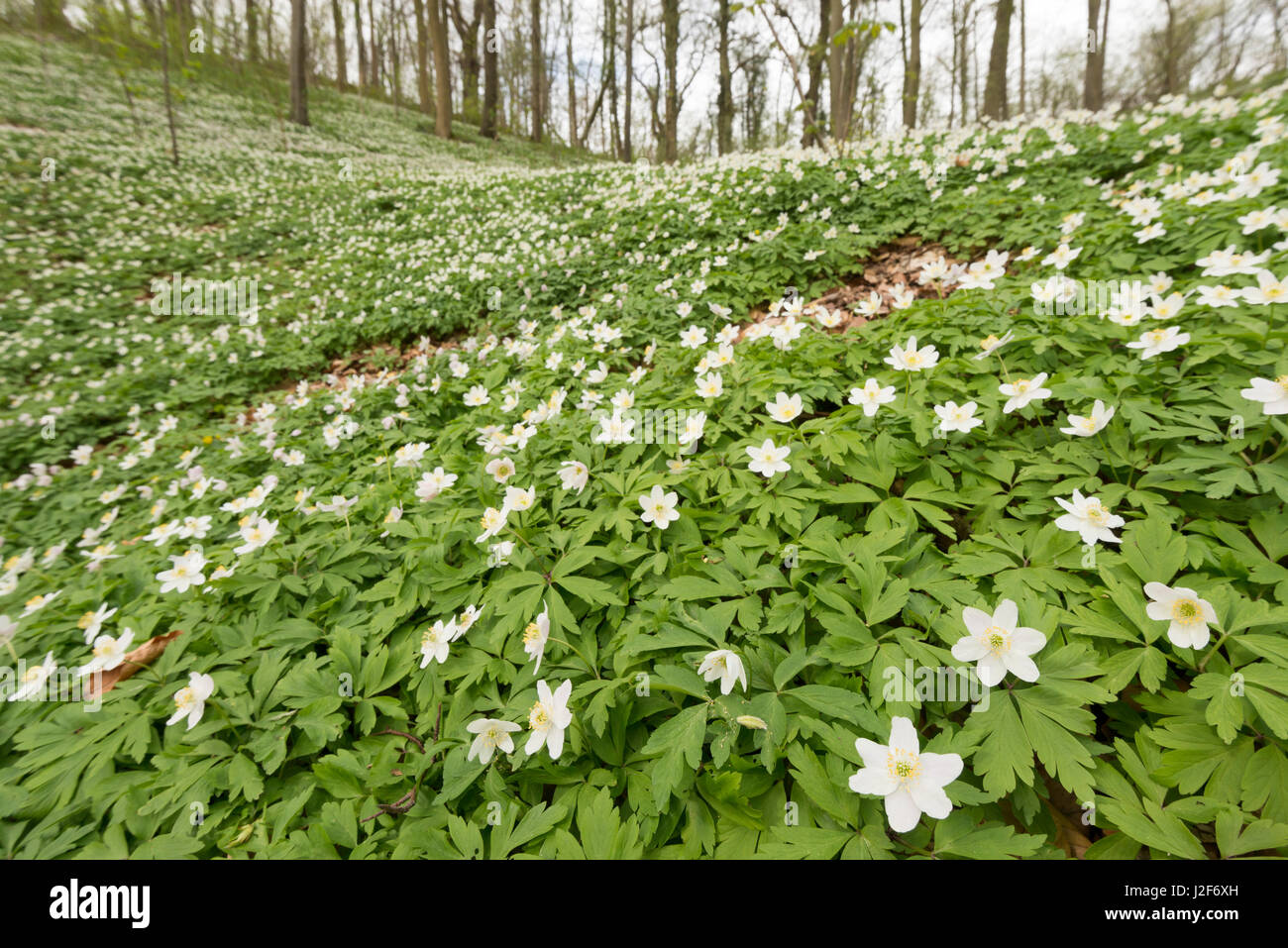 Forest floor covered with a carpet of flowering wood anemones in spring ...